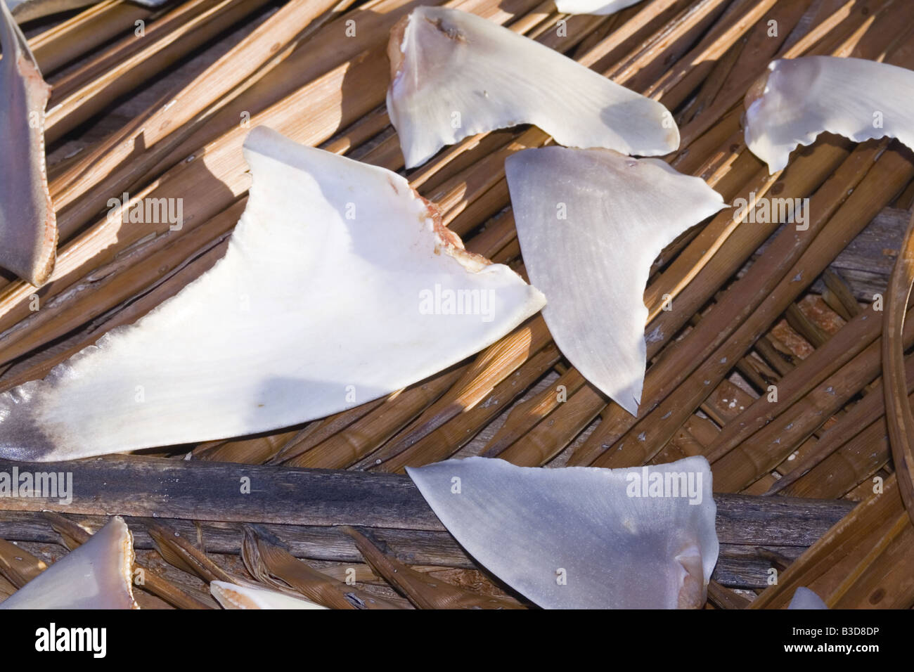 Shark fins lying in the sun to dry Stock Photo - Alamy