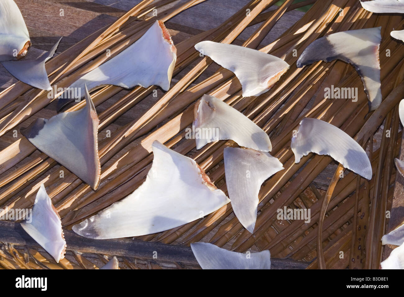 Shark finning indonesia hi-res stock photography and images - Alamy