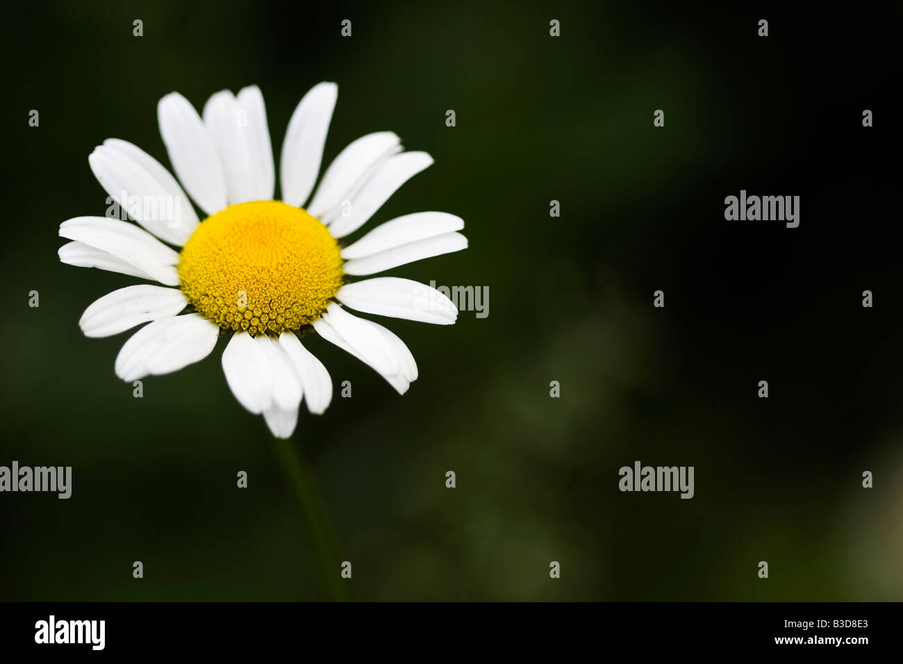 Single daisy in high contrast Stock Photo - Alamy