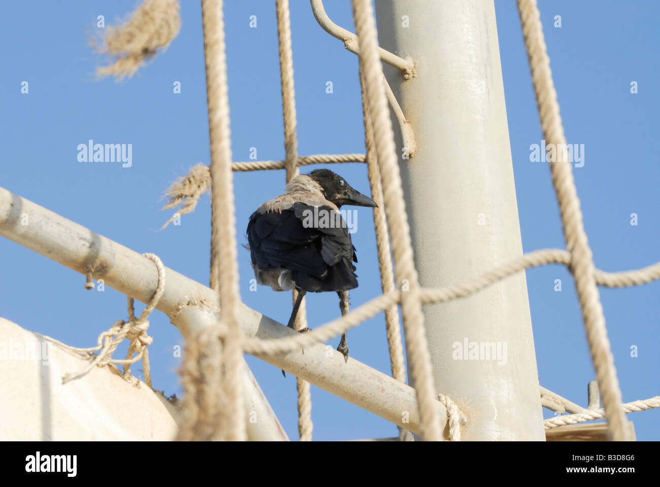 Black crow on rope hi-res stock photography and images - Alamy