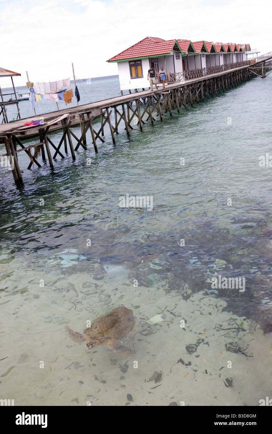Turtle swimming under a jetty of rooms in Derawan Stock Photo - Alamy