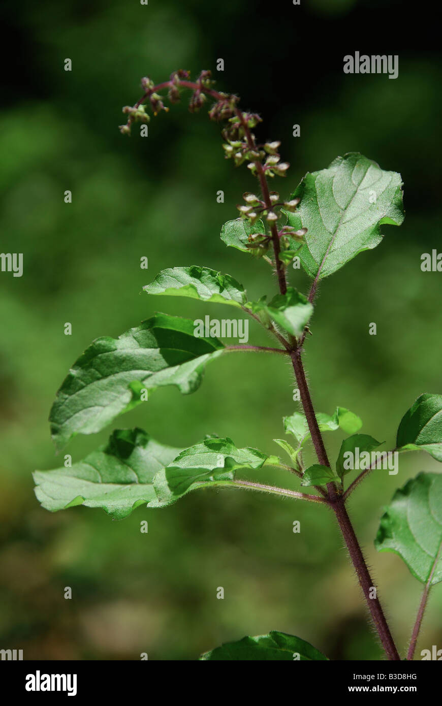 plant Tulsi or Holy Basil Ocimum sanctum Tulsi Tulasi or Holy basil has ...