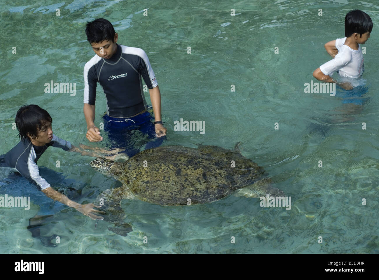 Couple of kids playing in the water with a tame green turtle Stock ...