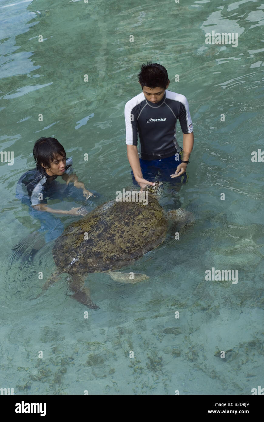 Tame sea turtle hi-res stock photography and images - Alamy