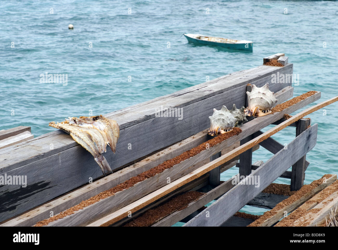 Dried sea shell hi-res stock photography and images - Alamy
