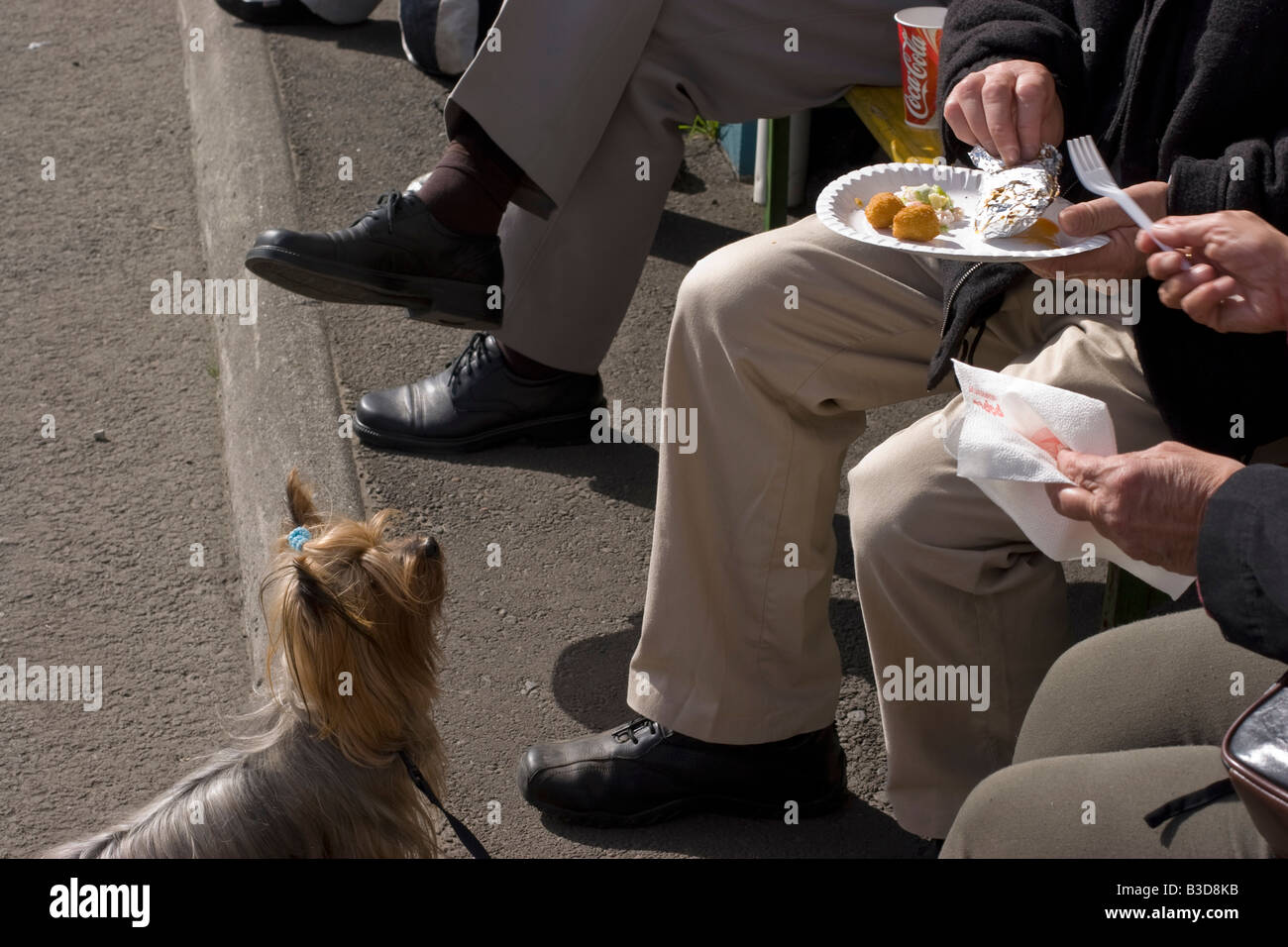 Dog and a fish hi-res stock photography and images - Alamy