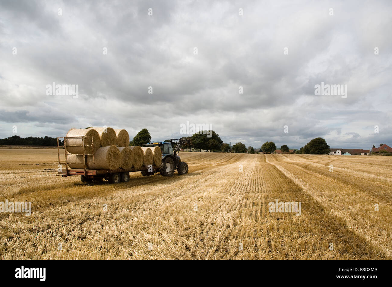 Tractor hauling stack of round straw bales on trailer in stubble field ...