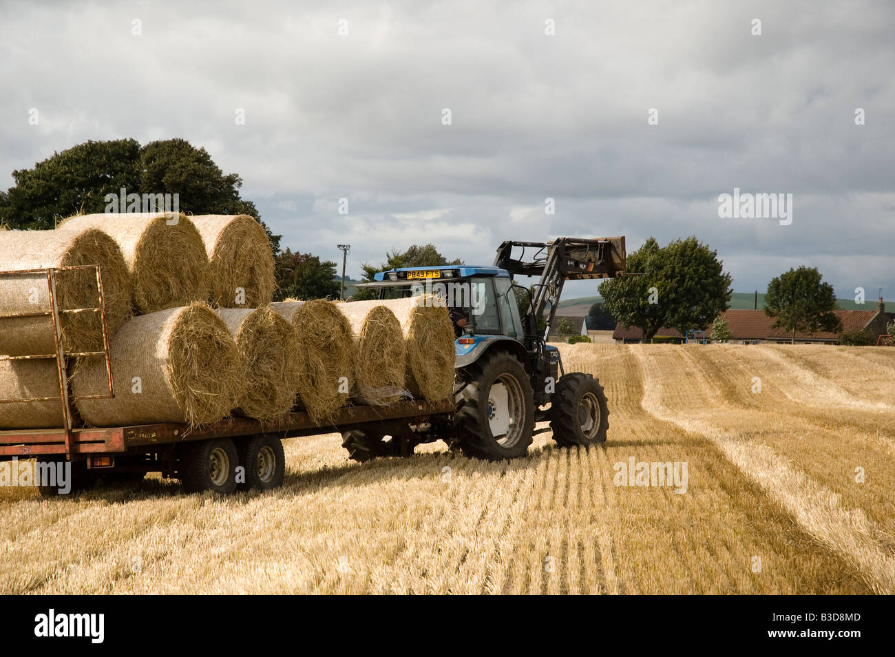 Tractor hauling stack of round straw bales on trailer in stubble field ...