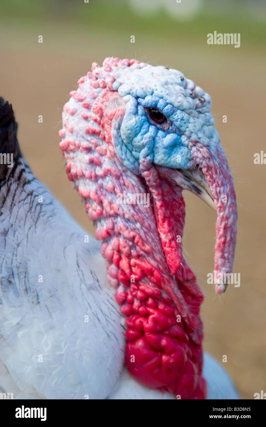 Profile of Turkey Stock Photo - Alamy