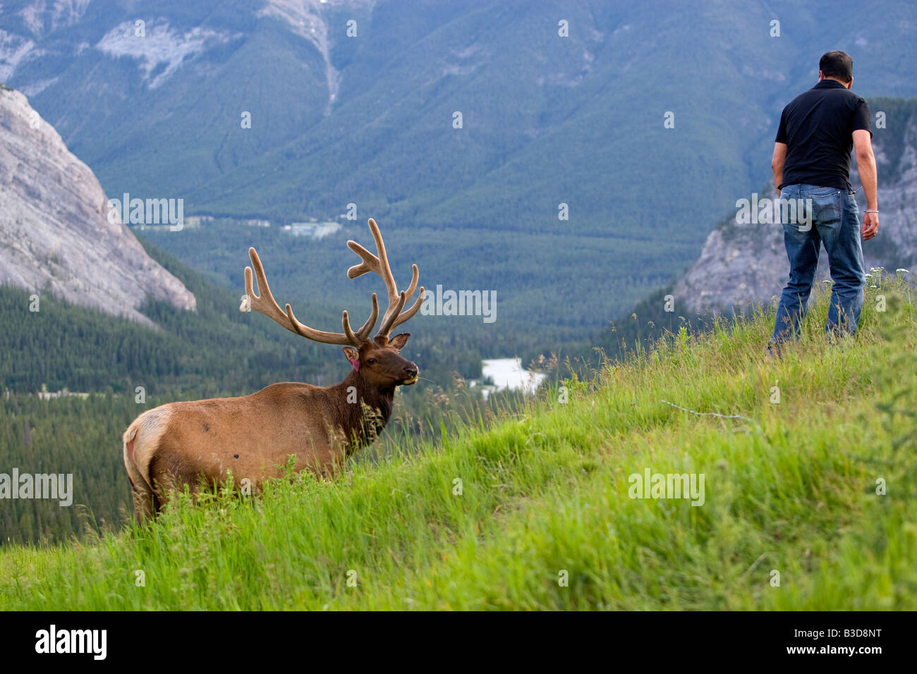 An Elk and tourists in Banff National Park Stock Photo - Alamy