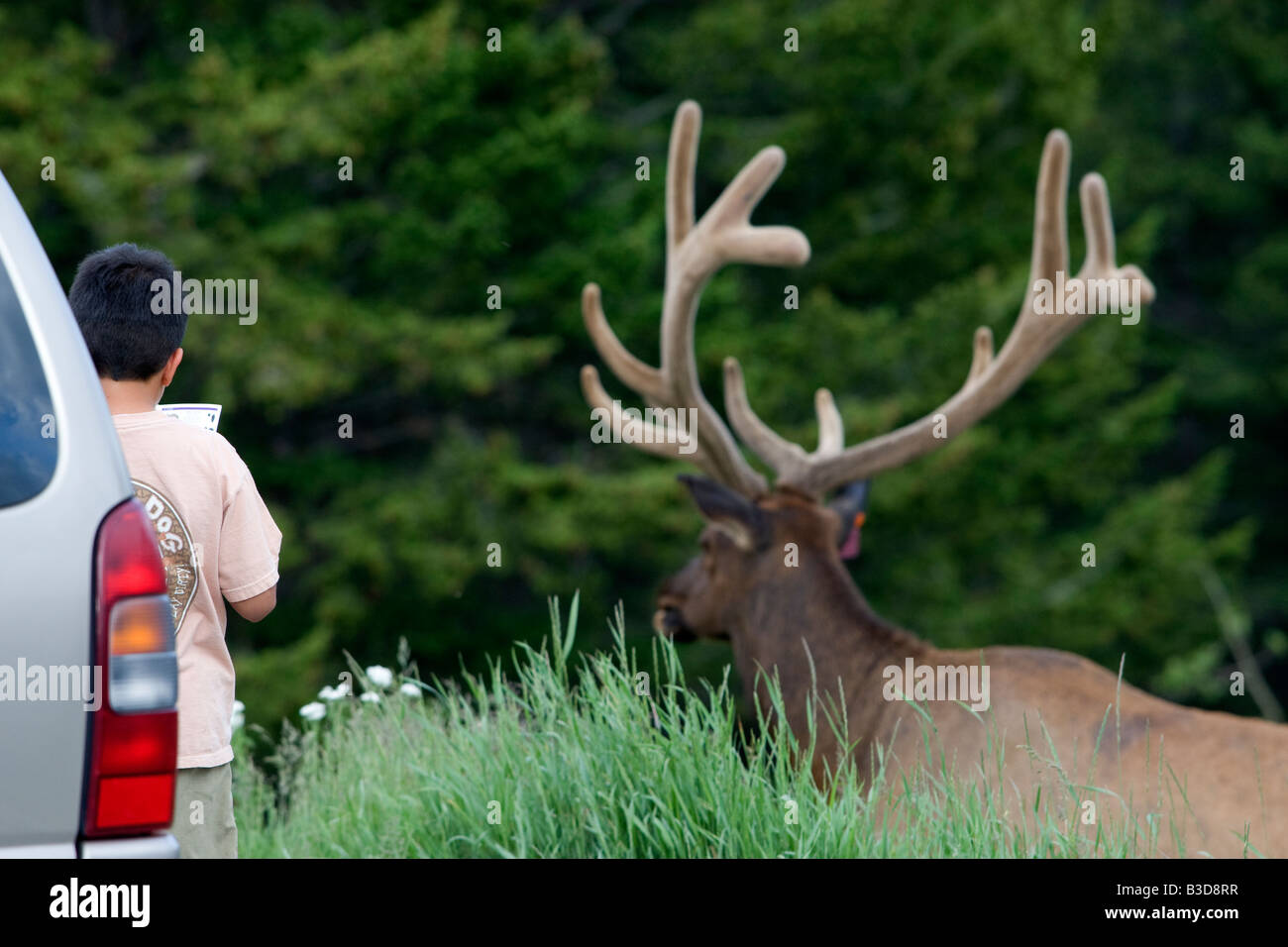 An Elk and tourists in Banff National Park Stock Photo - Alamy