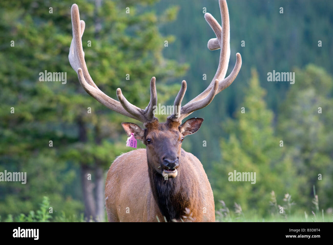 An Elk in Banff National Park Stock Photo - Alamy