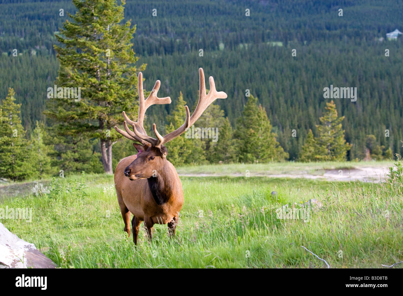An Elk in Banff National Park Stock Photo - Alamy