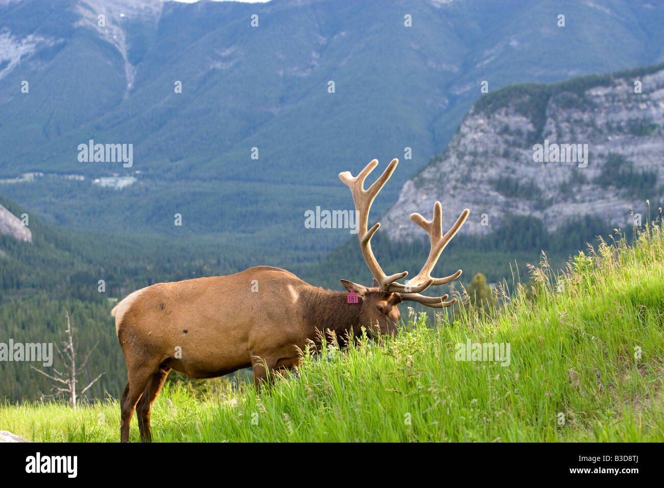 An Elk in Banff National Park Stock Photo - Alamy