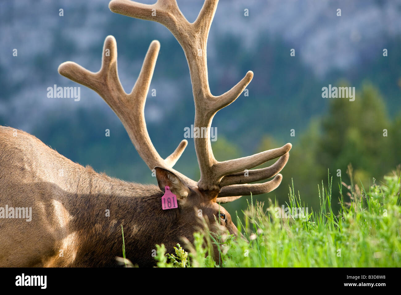 An Elk in Banff National Park Stock Photo - Alamy