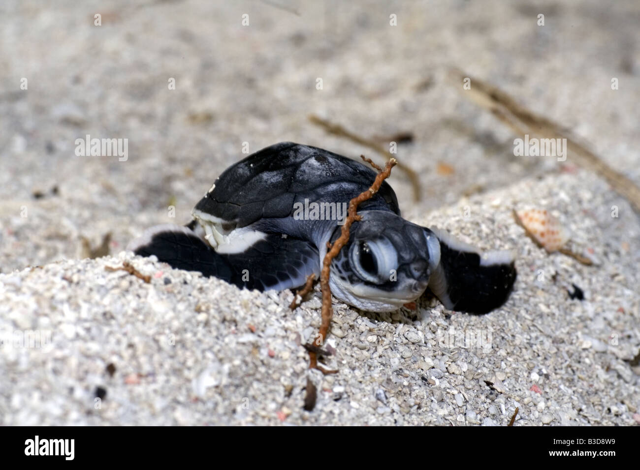 Baby turtles running in the sand on the beach to get to the sea water ...