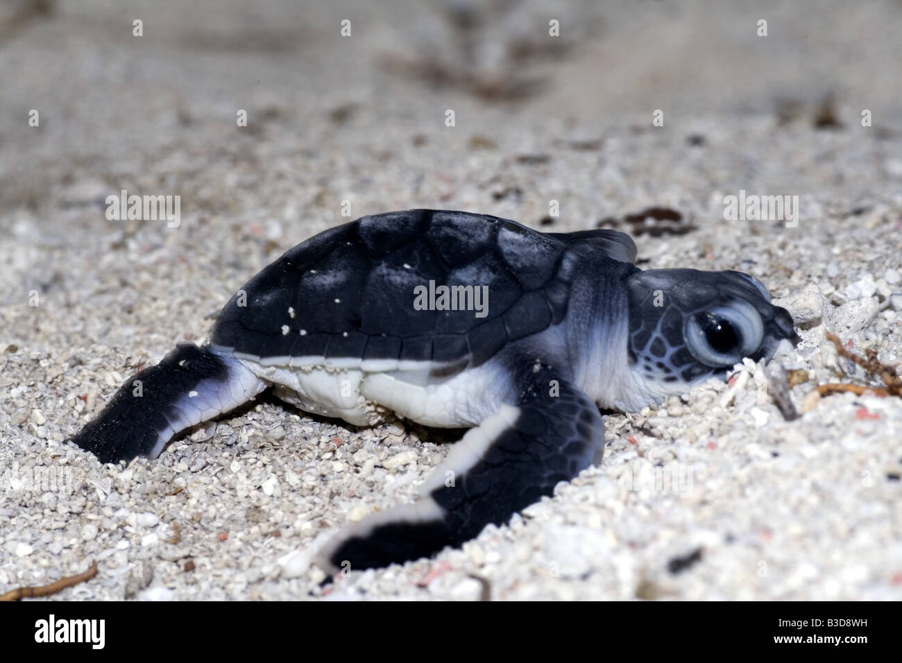 Baby turtles running in the sand on the beach to get to the sea water ...