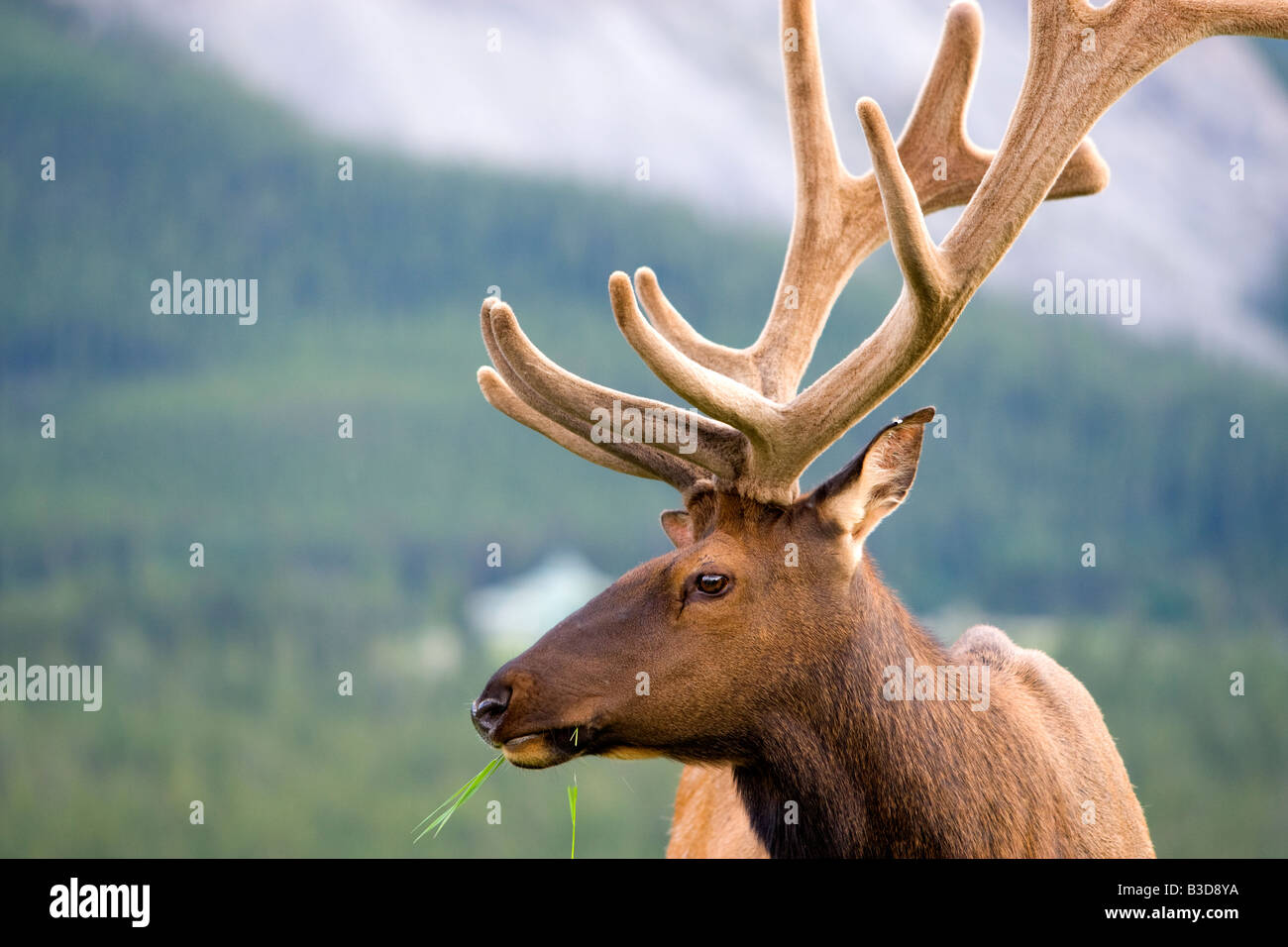 An Elk in Banff National Park Stock Photo - Alamy