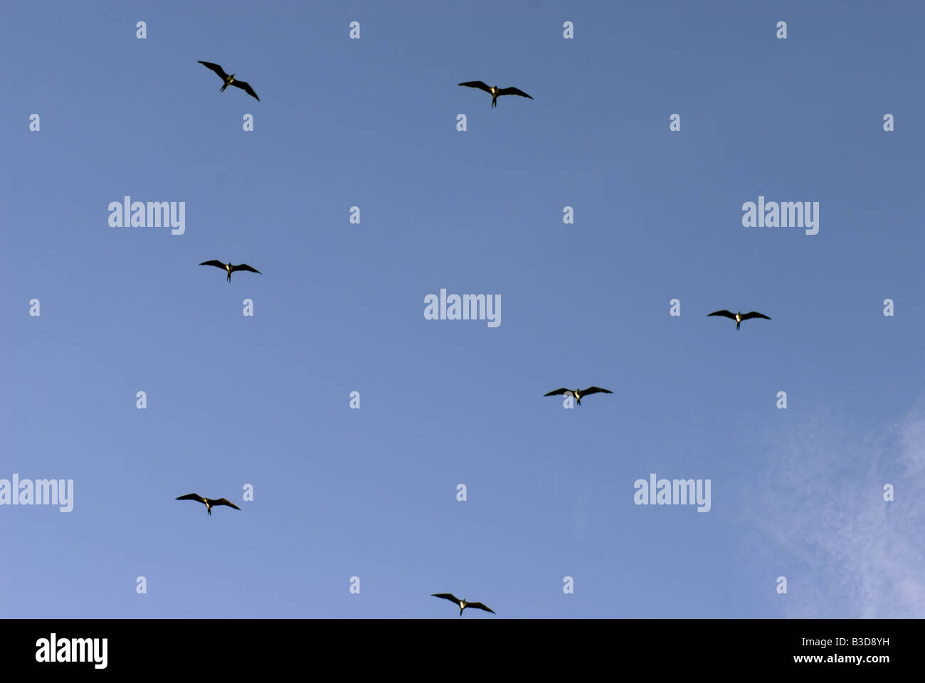 Fregate birds flying in the sky Stock Photo - Alamy