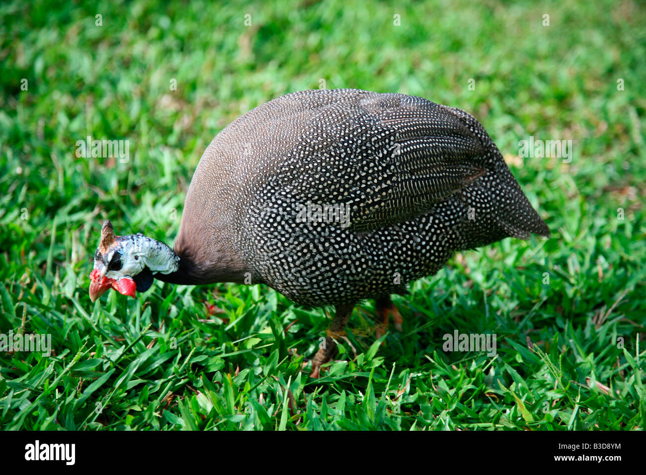 Agelastes niger hi-res stock photography and images - Alamy