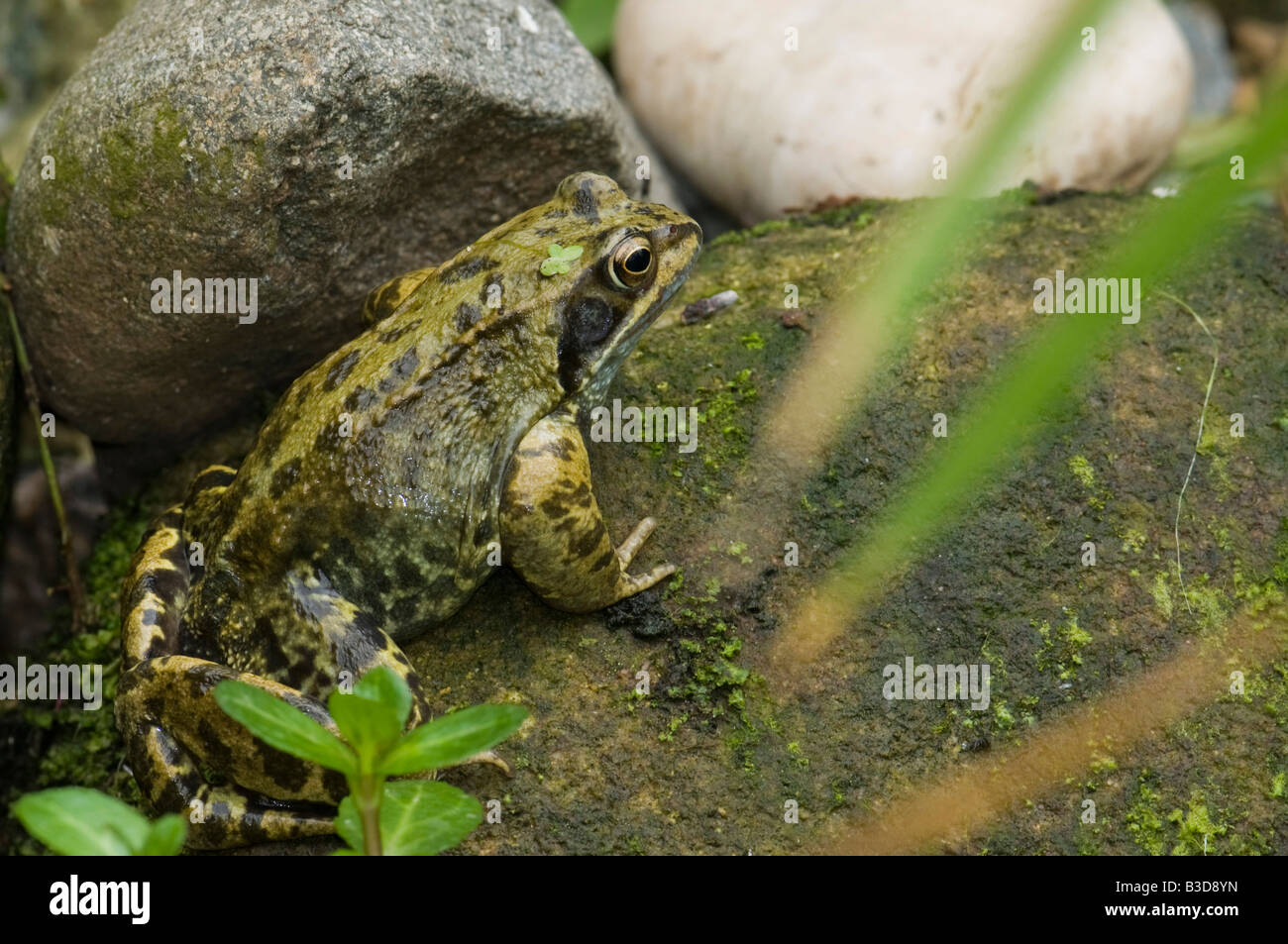 A female common frog Rana temporaria in a freshwater wildlife pond ...