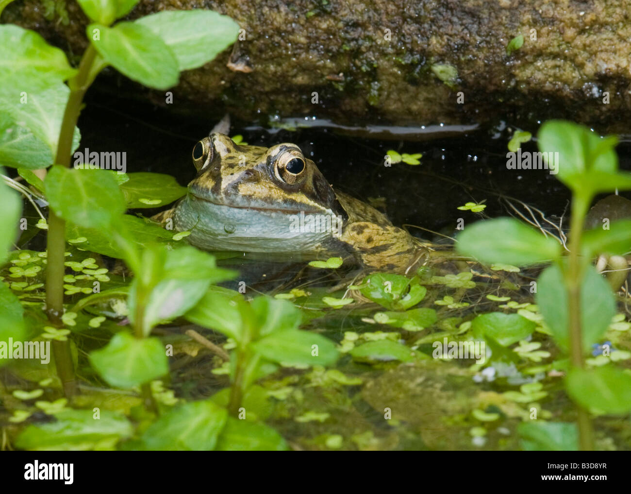 A male common frog Rana temporaria in a fresh water wildlife pond Stock ...