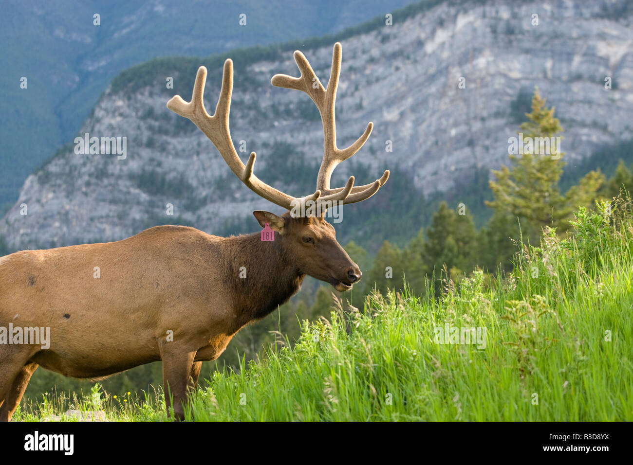 An Elk in Banff National Park Stock Photo - Alamy