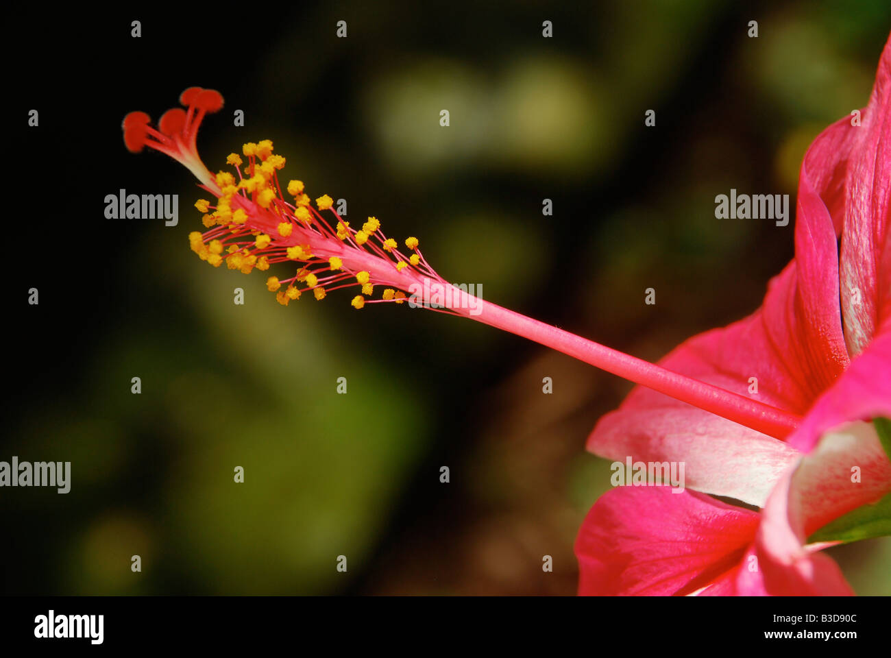 Chembarathi flower hi-res stock photography and images - Alamy