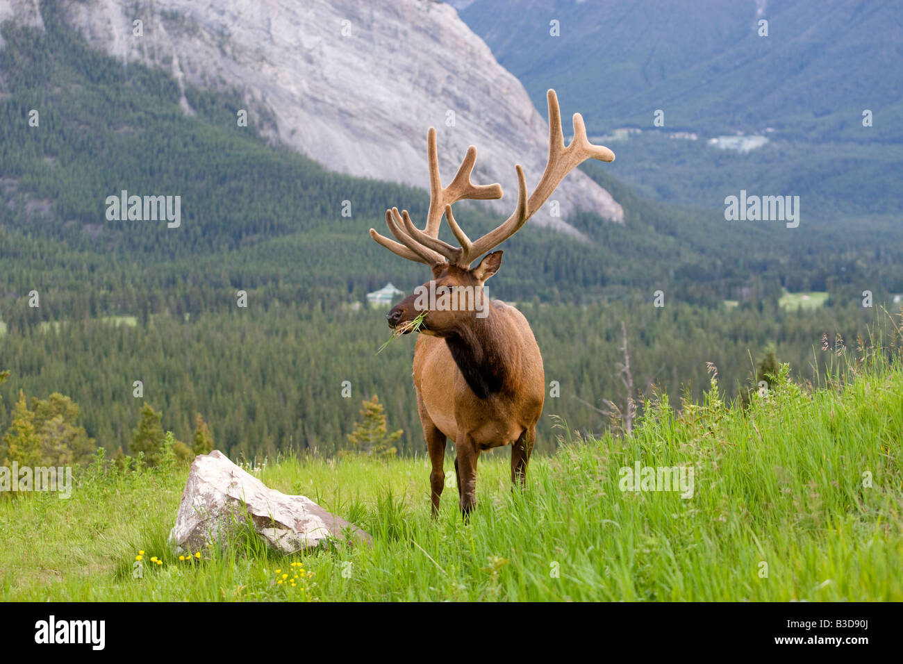 An Elk in Banff National Park Stock Photo - Alamy