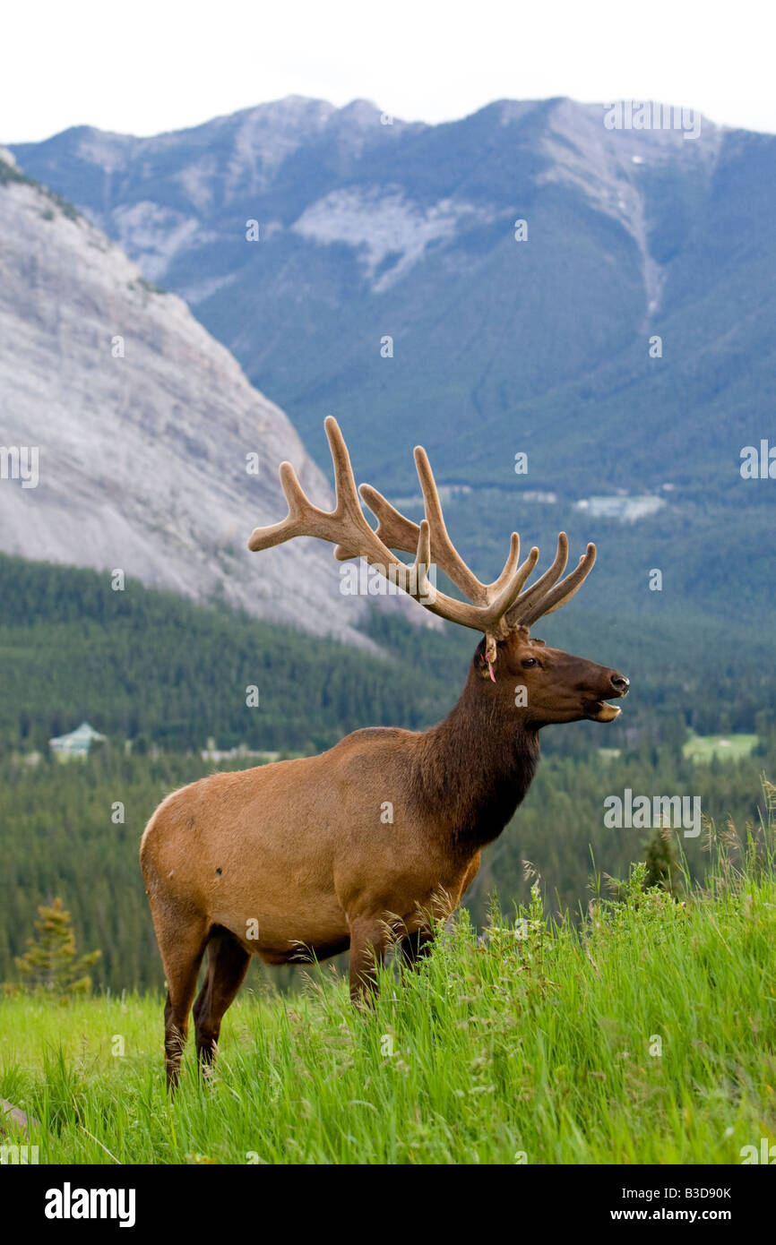An Elk in Banff National Park Stock Photo - Alamy