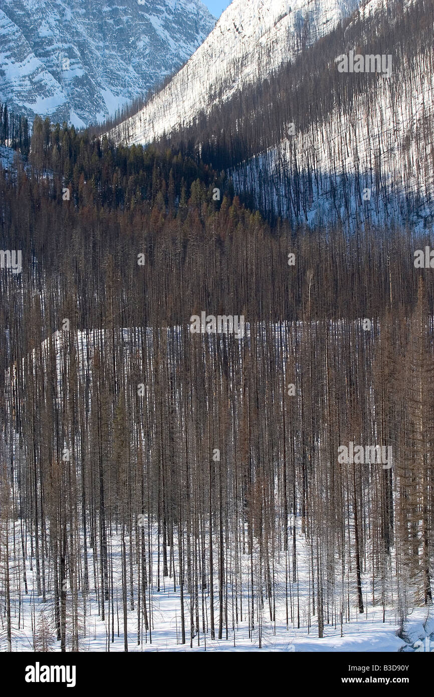 A fire burned area in Banff National park Stock Photo - Alamy