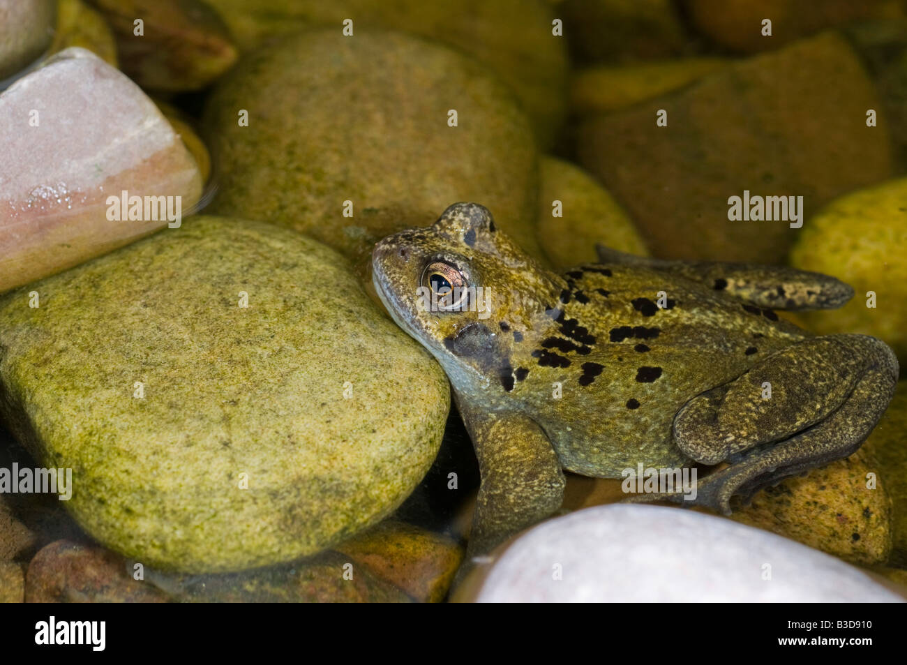 A female common frog Rana temporaria in a freshwater wildlife pond ...