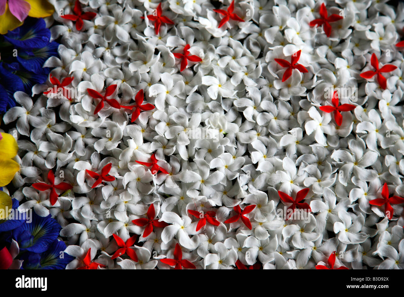Floral art ( floating flowers in water) of kerala,India Stock Photo - Alamy