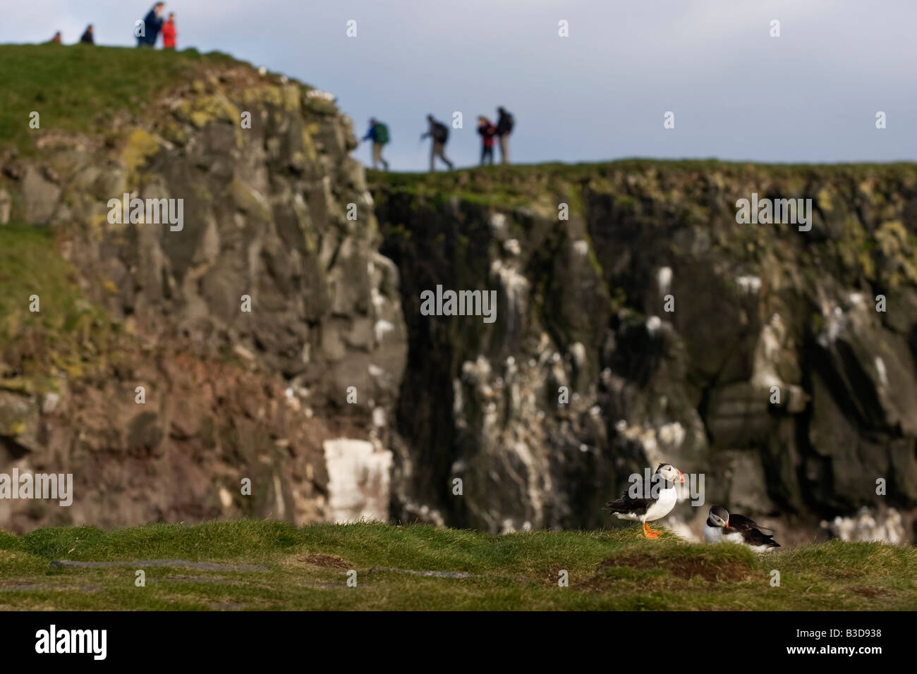 Cliffs at Bjargtangar the westernmost point of Europe, Iceland Stock Photo - Alamy