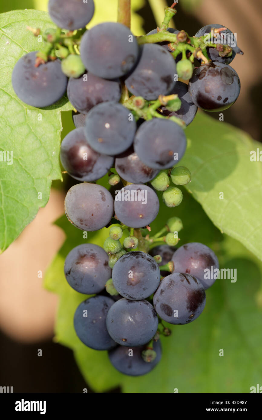 Black grapes bloom hi-res stock photography and images - Alamy