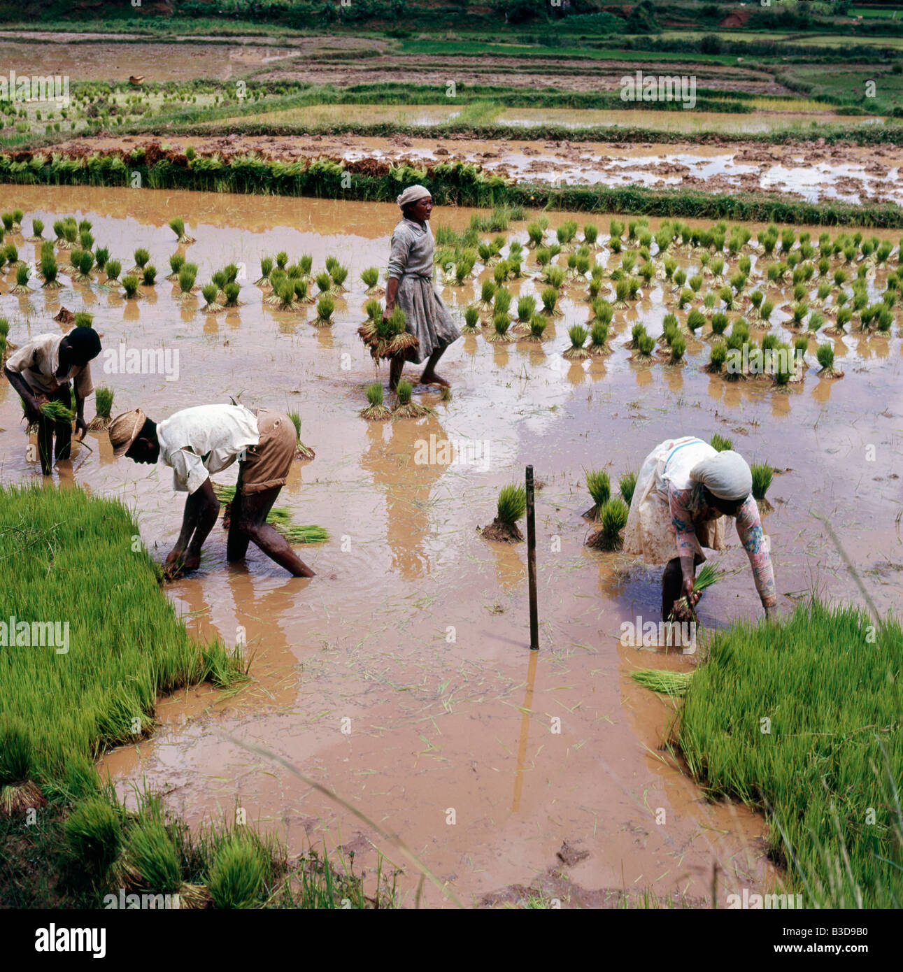 riziere Madagascar Highlands Farmers transplanting Paddy Africa ...