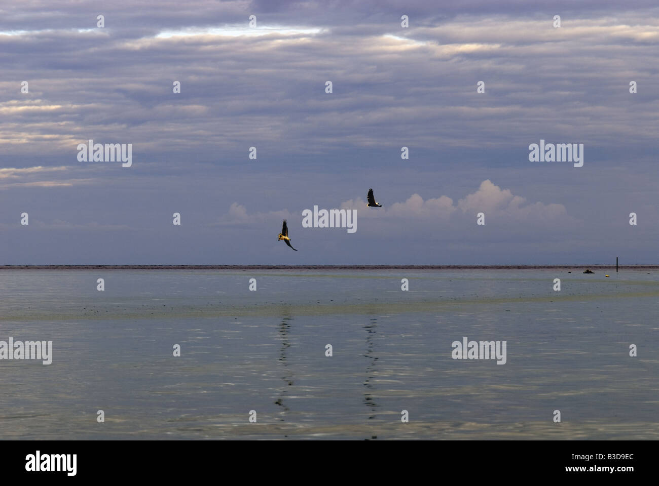Eagle catching baby turtles at the surface of the sea as they swim out ...