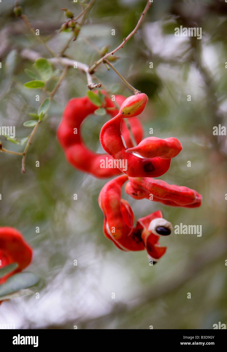 Red beans pods High Resolution Stock Photography and Images - Alamy