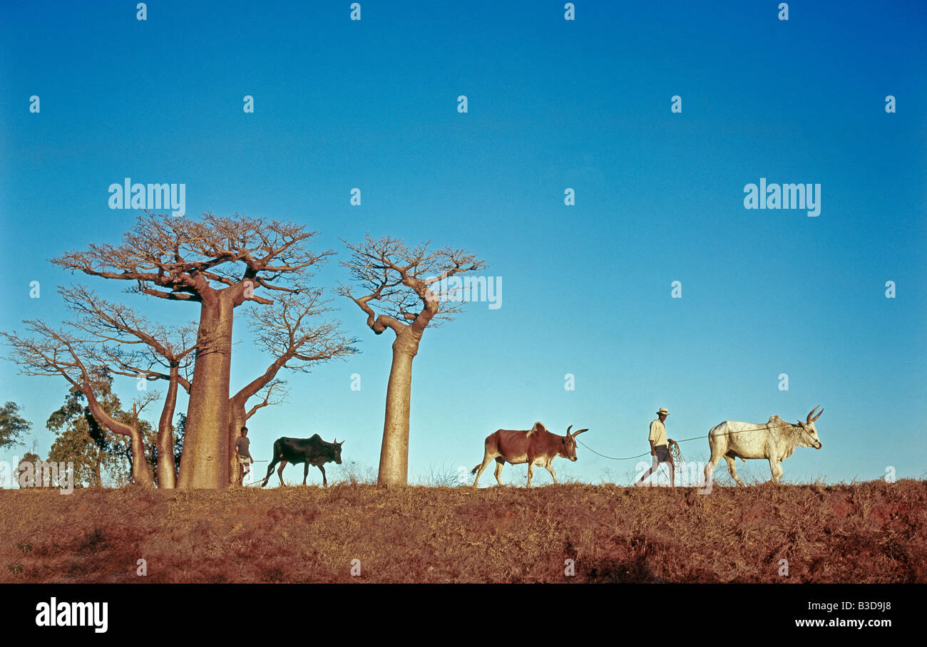 Antandroy culture hi-res stock photography and images - Alamy