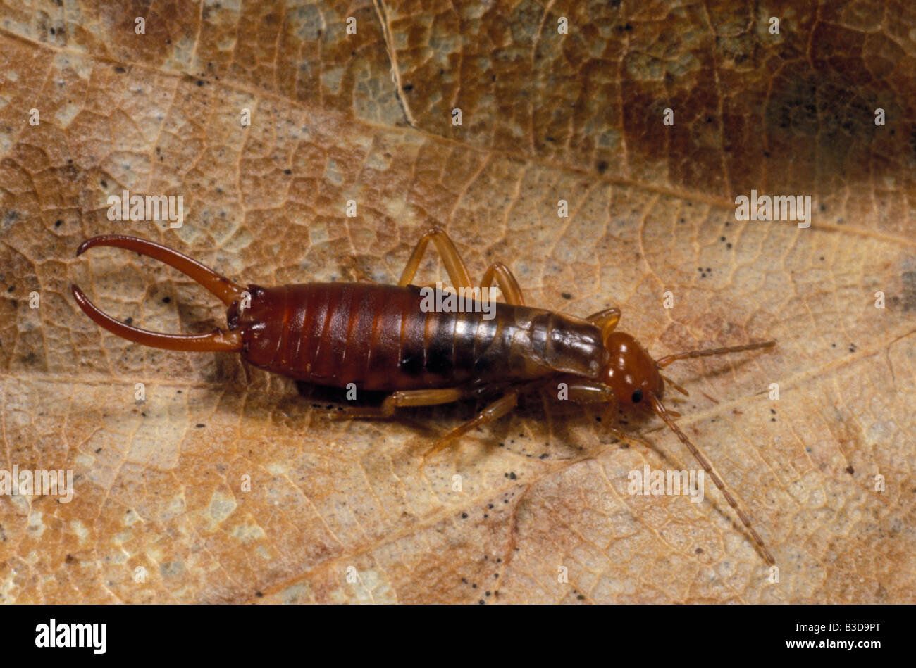 perce oreilles Kleiner Ohrwurm Lesser Earwig Little Earwig Labia minor ...