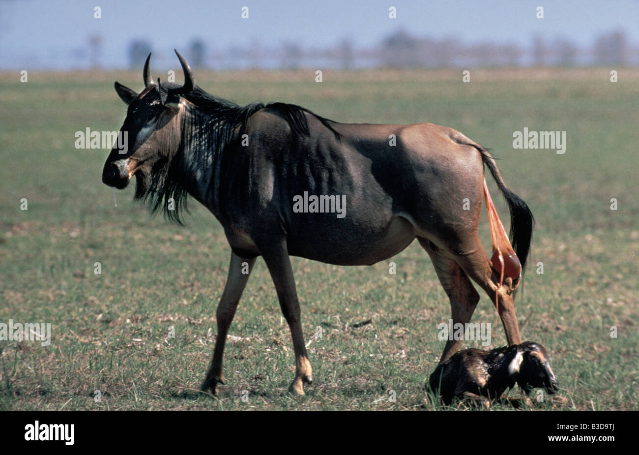 gnou Streifengnu Blue Wildebeest Connochaetes taurinus female with new ...