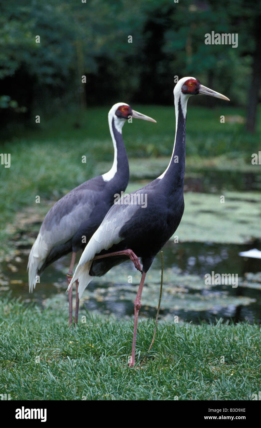 grue a cou blanc White Naped Crane Weissnackenkranich Grus vipio male ...