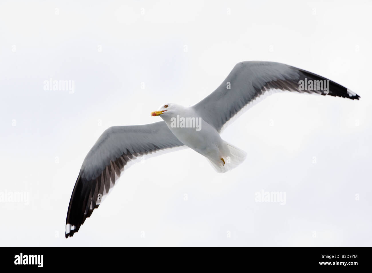 Great black backed gull flight uk hi-res stock photography and images ...