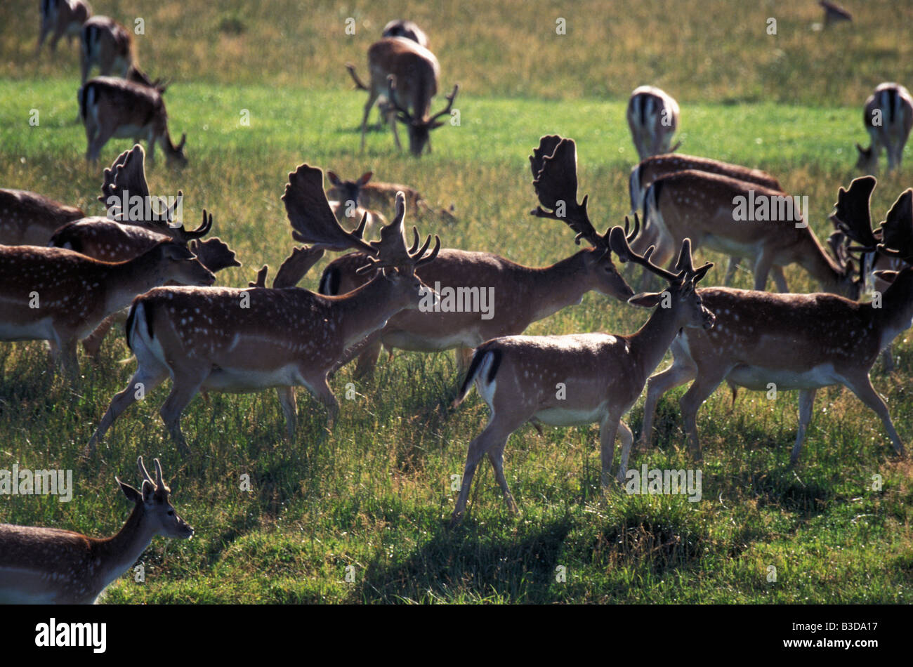 daims Fallow Deer Dama dama adult animal animals autumn cloven hoofed ...