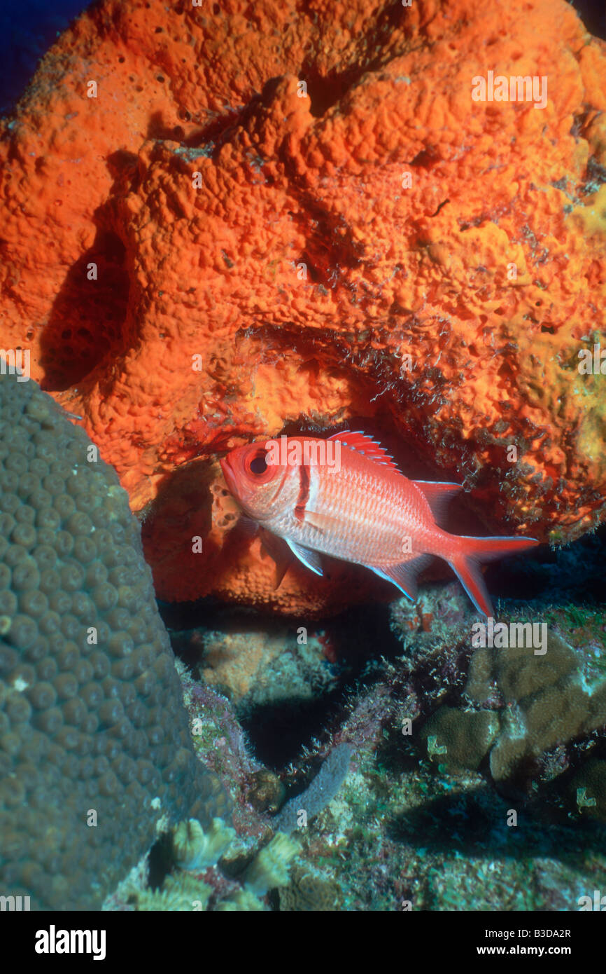Blackbar soldierfish Myripristis jacobus with sponge Stock Photo - Alamy