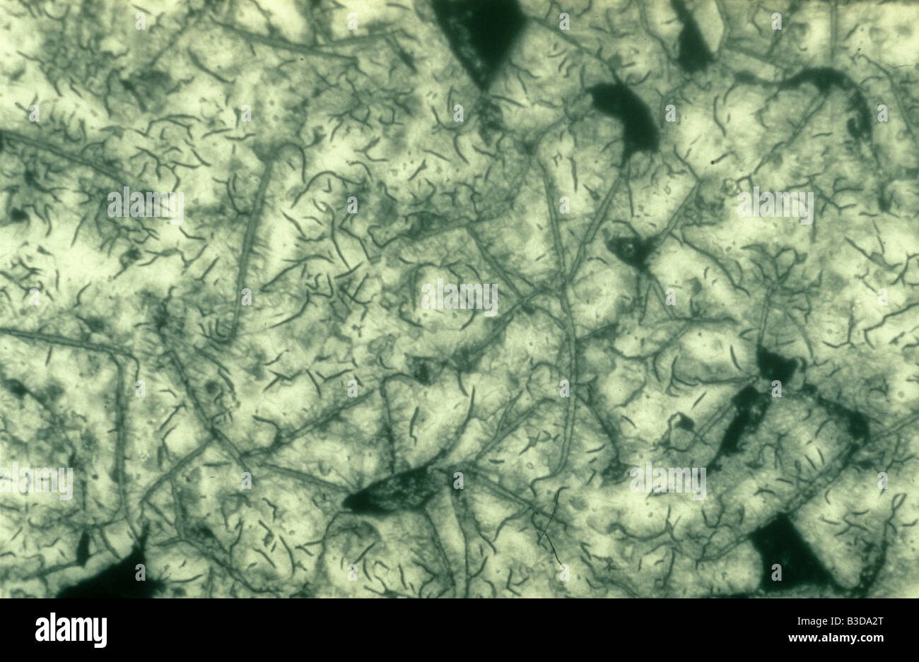 Microstructure steel High Resolution Stock Photography and Images - Alamy