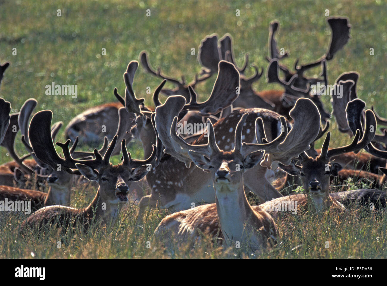 daims Fallow Deer Dama dama adult animal animals autumn cloven hoofed ...