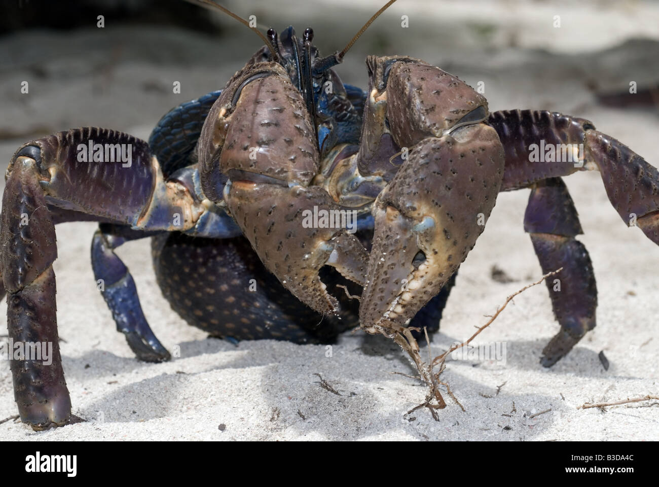 Coconut crab hi-res stock photography and images - Alamy