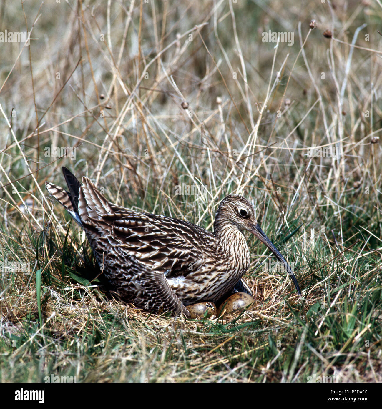 courlis cendre au nid Curlew Numenius arquata Grosser Brachvogel ...