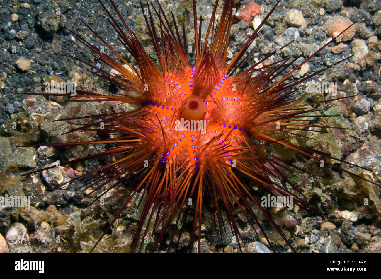 False fire urchin Astropyga radiata Lembeh Strait North Sulawesi ...